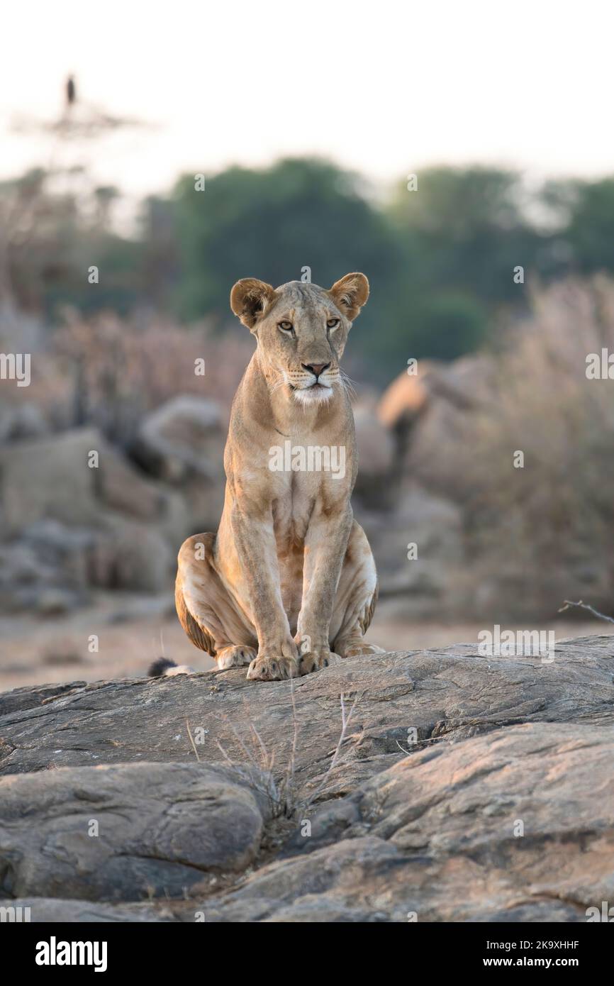 Lioness Sitting Up