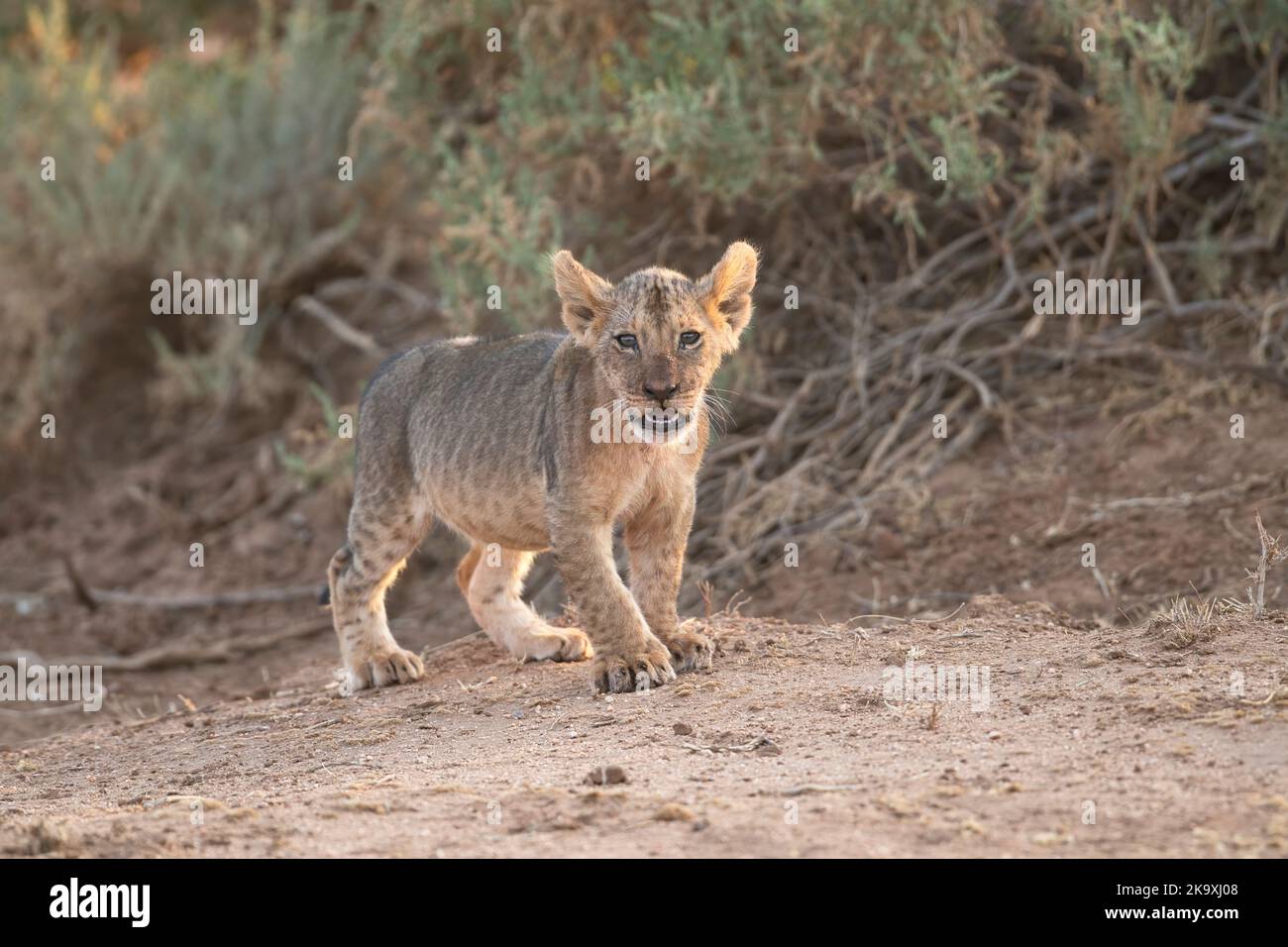 Small lion cub hi-res stock photography and images - Alamy