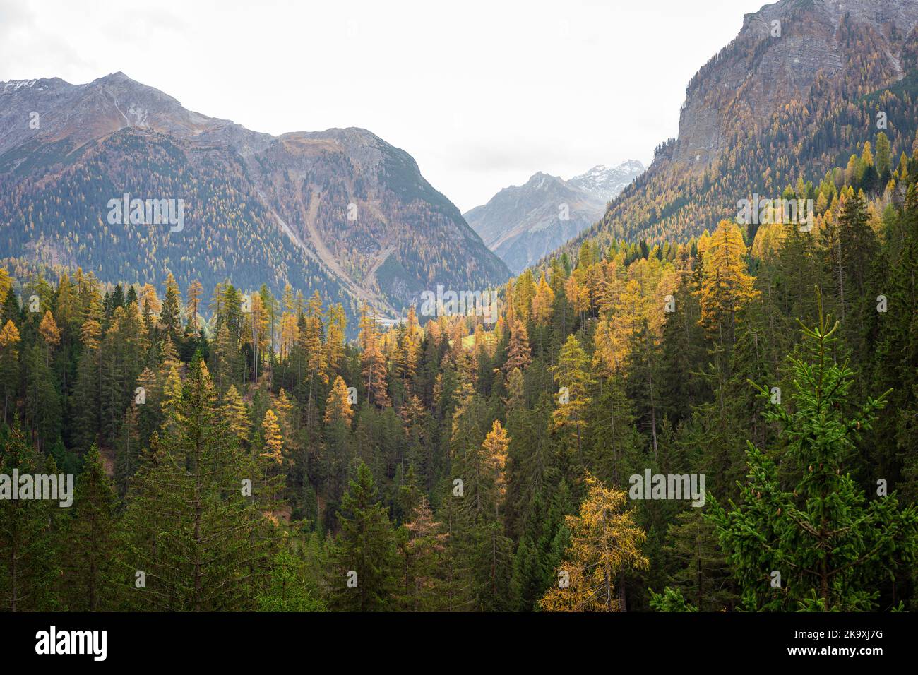 Yellow colored larch trees amidst green spruce trees on mountain slopes ...