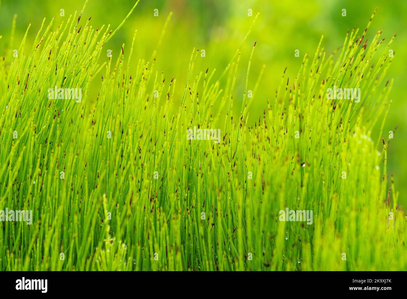 natural background - green grassy vegetation close up Stock Photo - Alamy