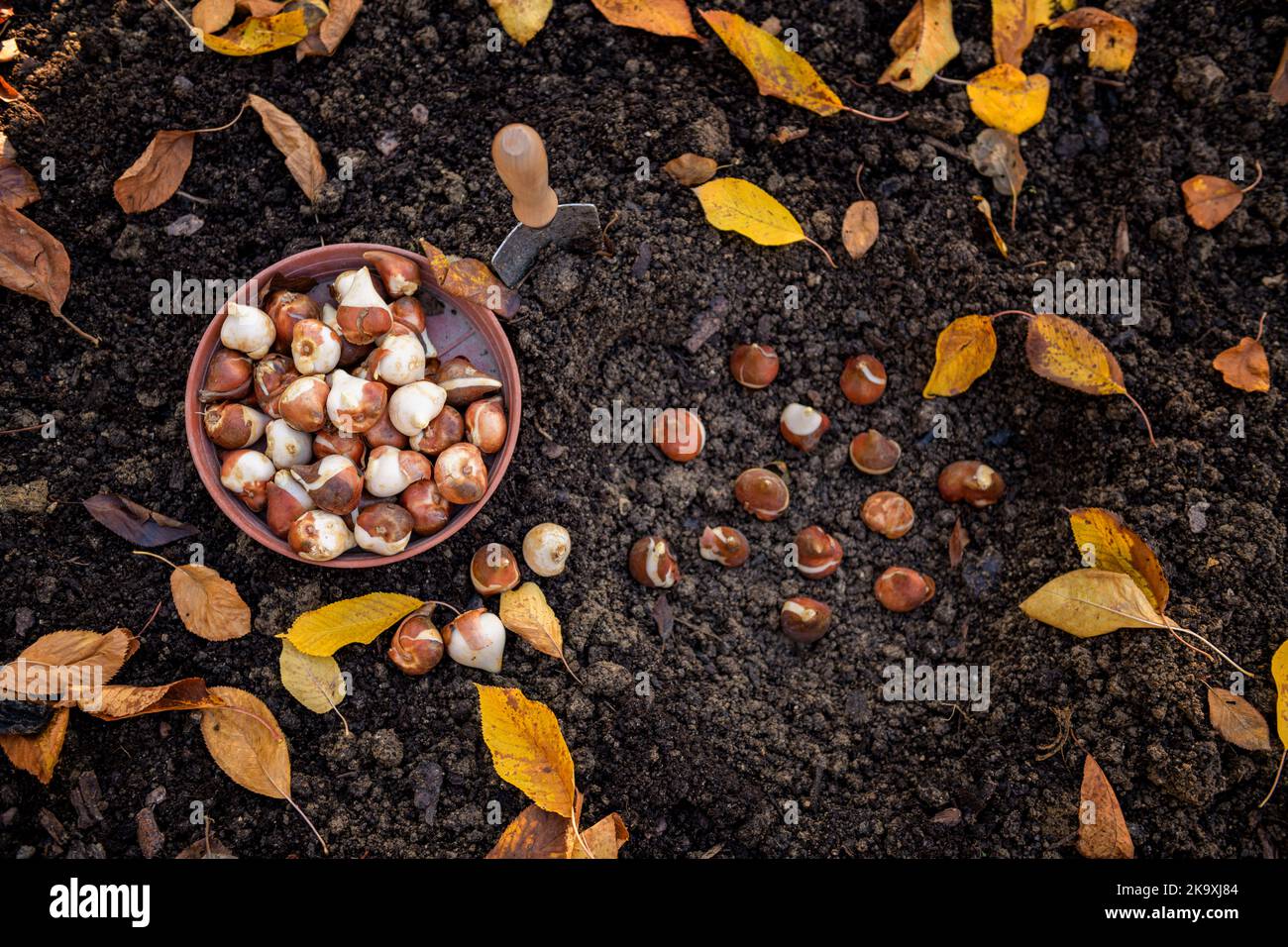 Planting tulip bulbs in a flower bed during a beautiful sunny autumn ...