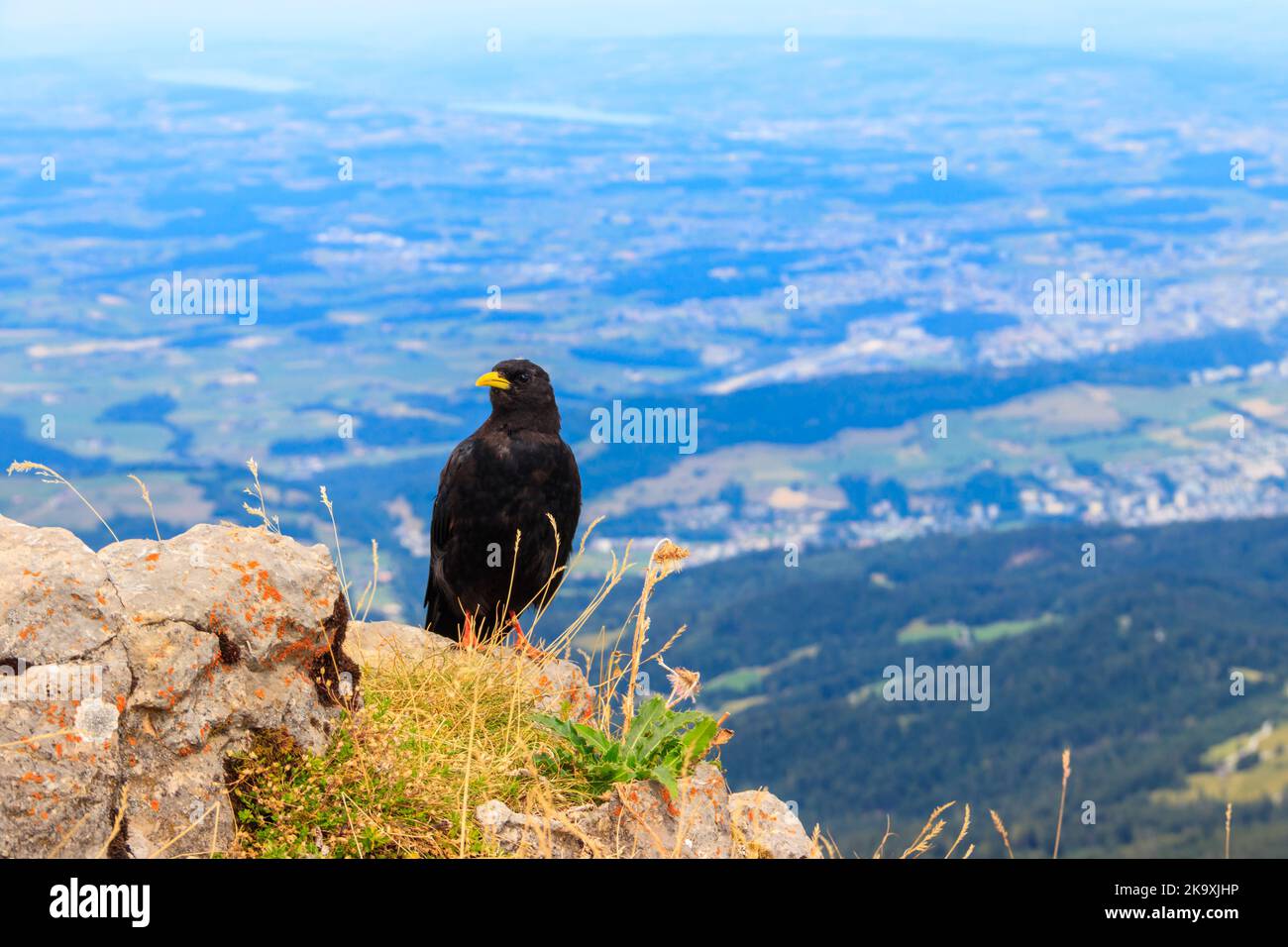Alpine chough or yellow-billed chough (Pyrrhocorax graculus) in the ...