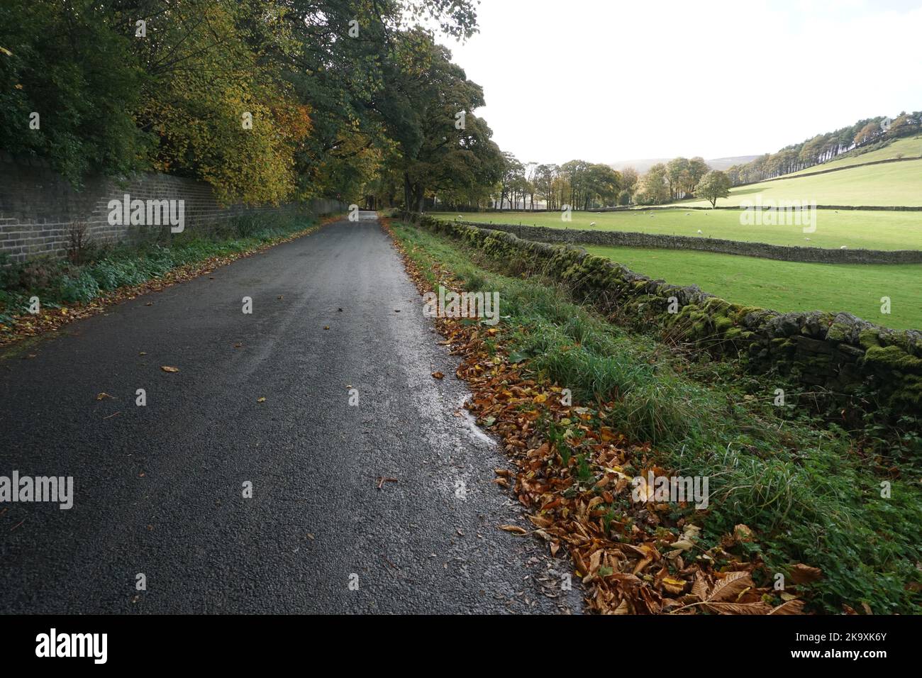 Wet road with Autumn leaves in Peak District Stock Photo - Alamy