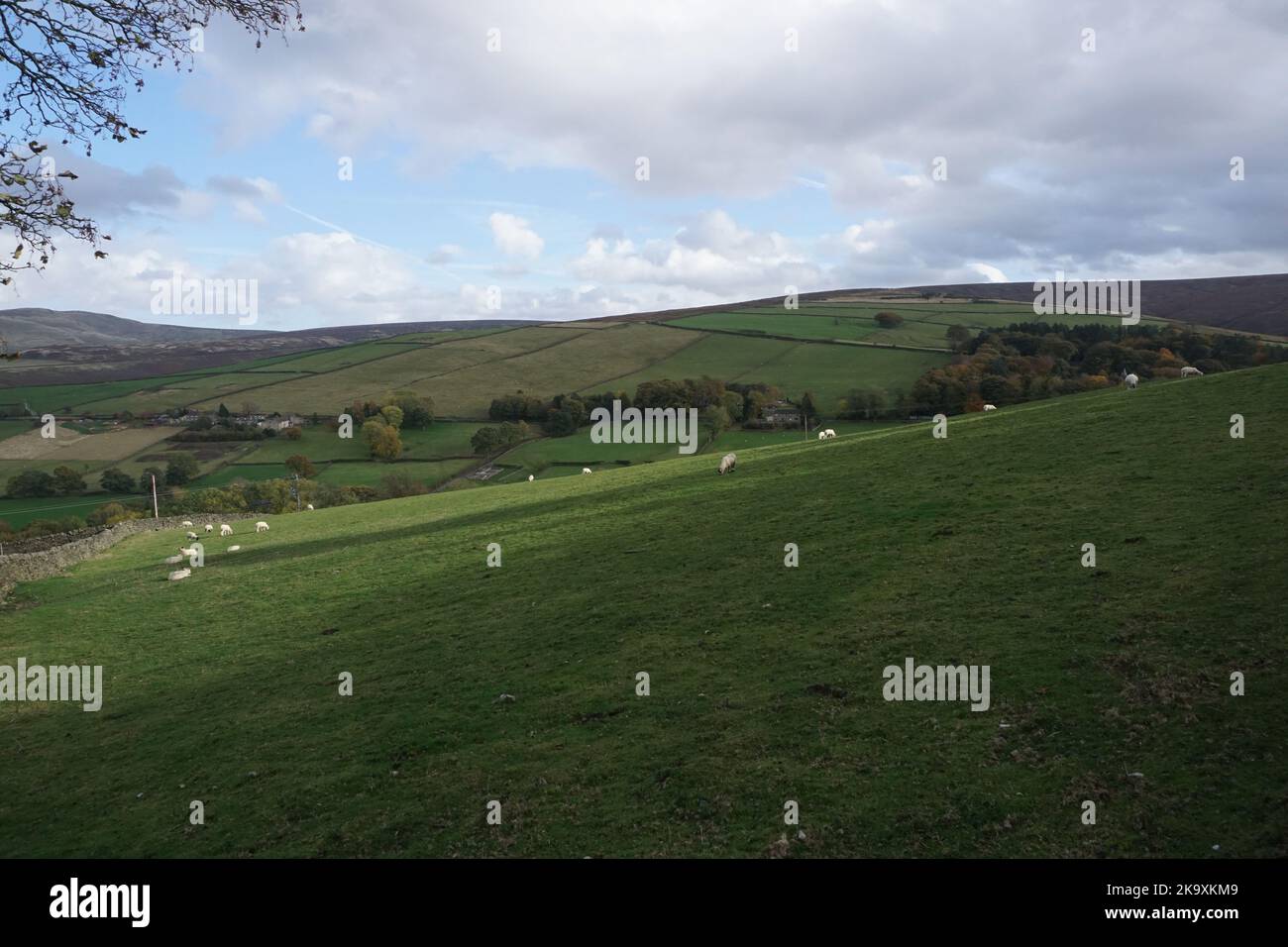 Sheep in Fields, Derbyshire Stock Photo - Alamy