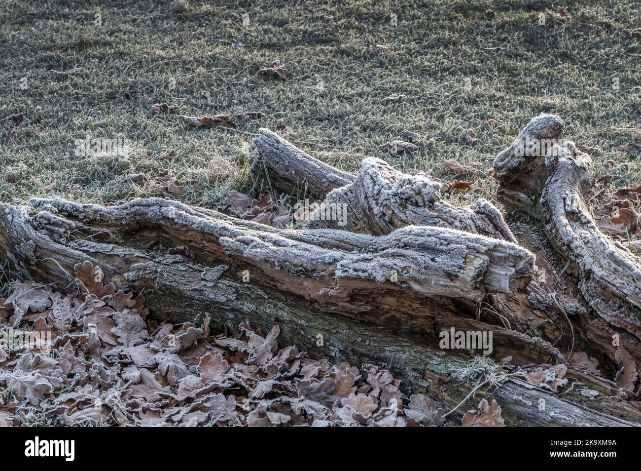 Fallen rotting log covered in frosty ice Stock Photo - Alamy
