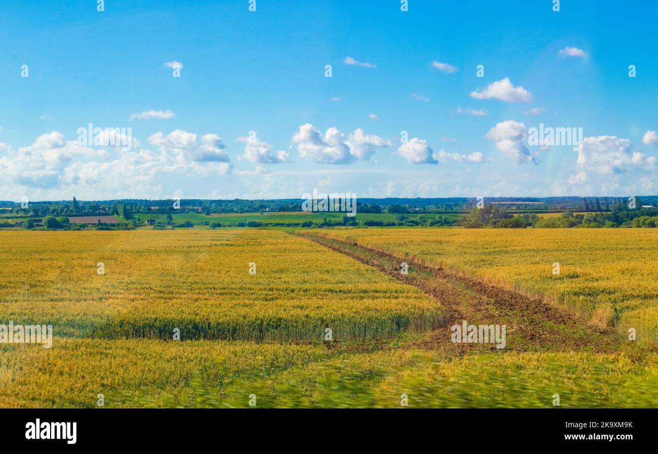Ripe cereal crops fertile field near Stodmarsh National Nature Reserve ...