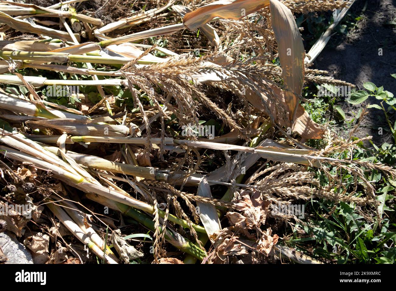 Hut made of dried corn stalks as nice textured background. Ecological ...