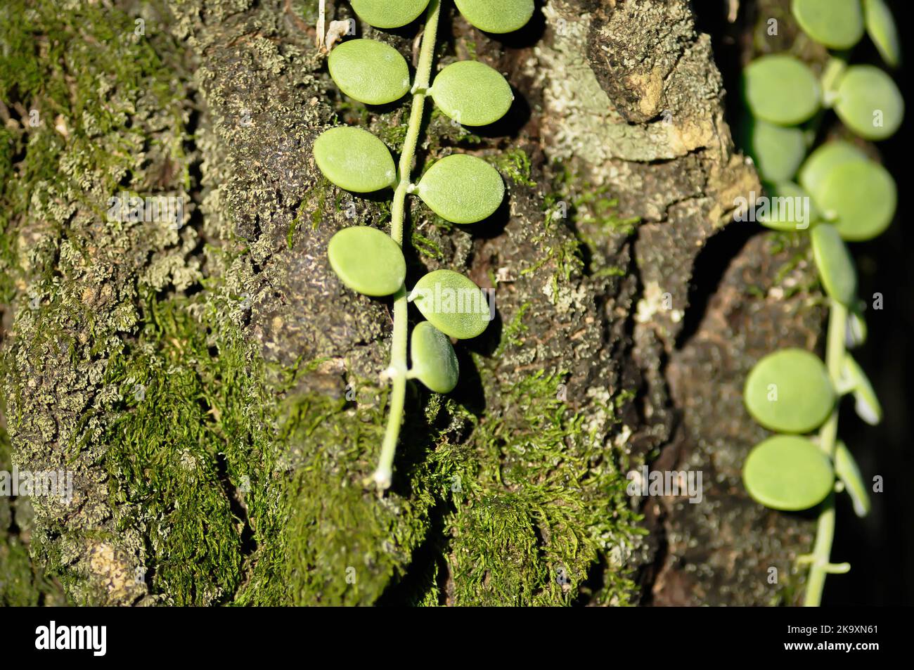 Dischidia nummularia Variegata, Dischidia nummularia Variegatege and ...
