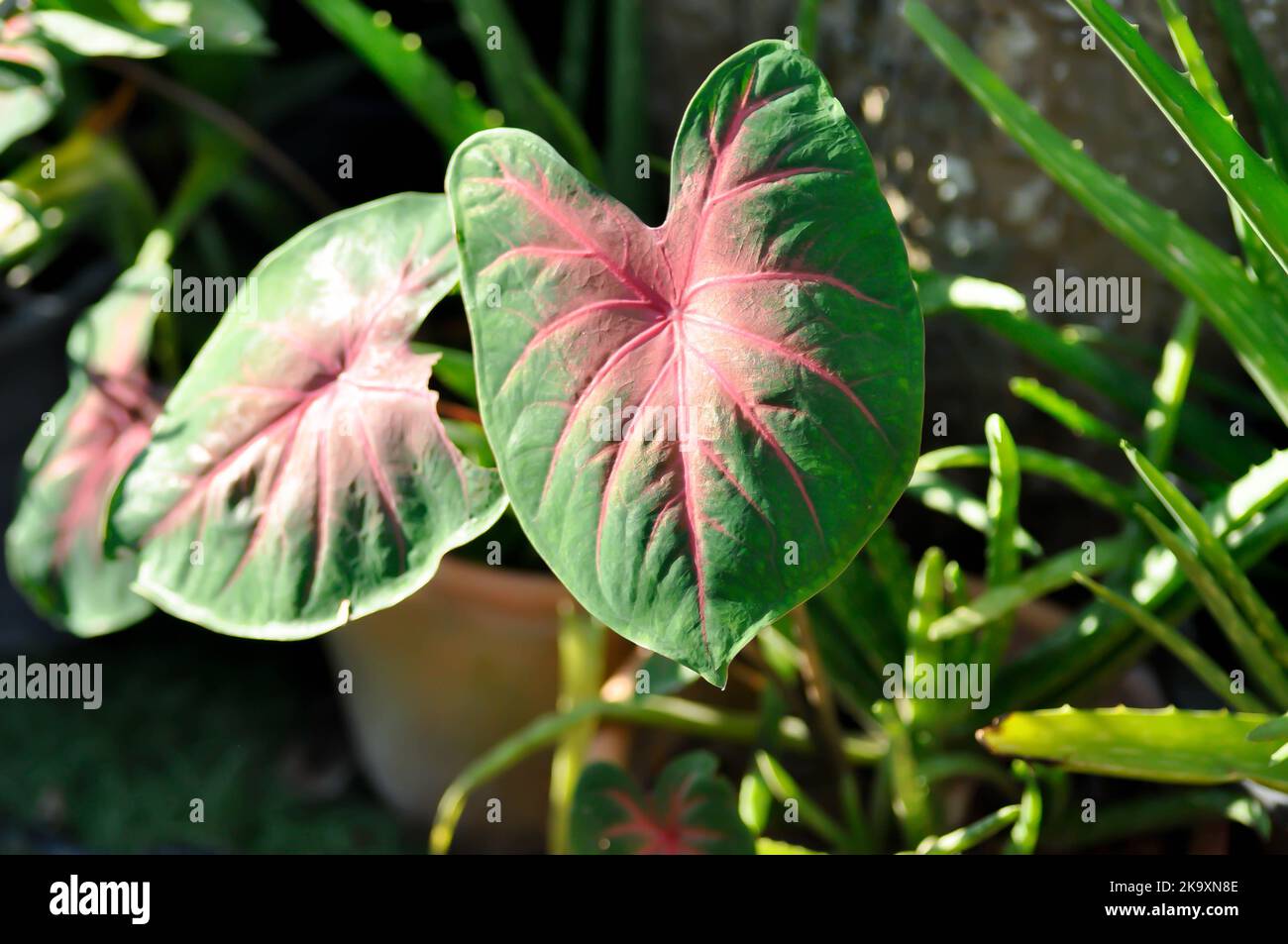 Caladium, Caladium Bicolor Vent or Caladium bicolor or pink and green ...