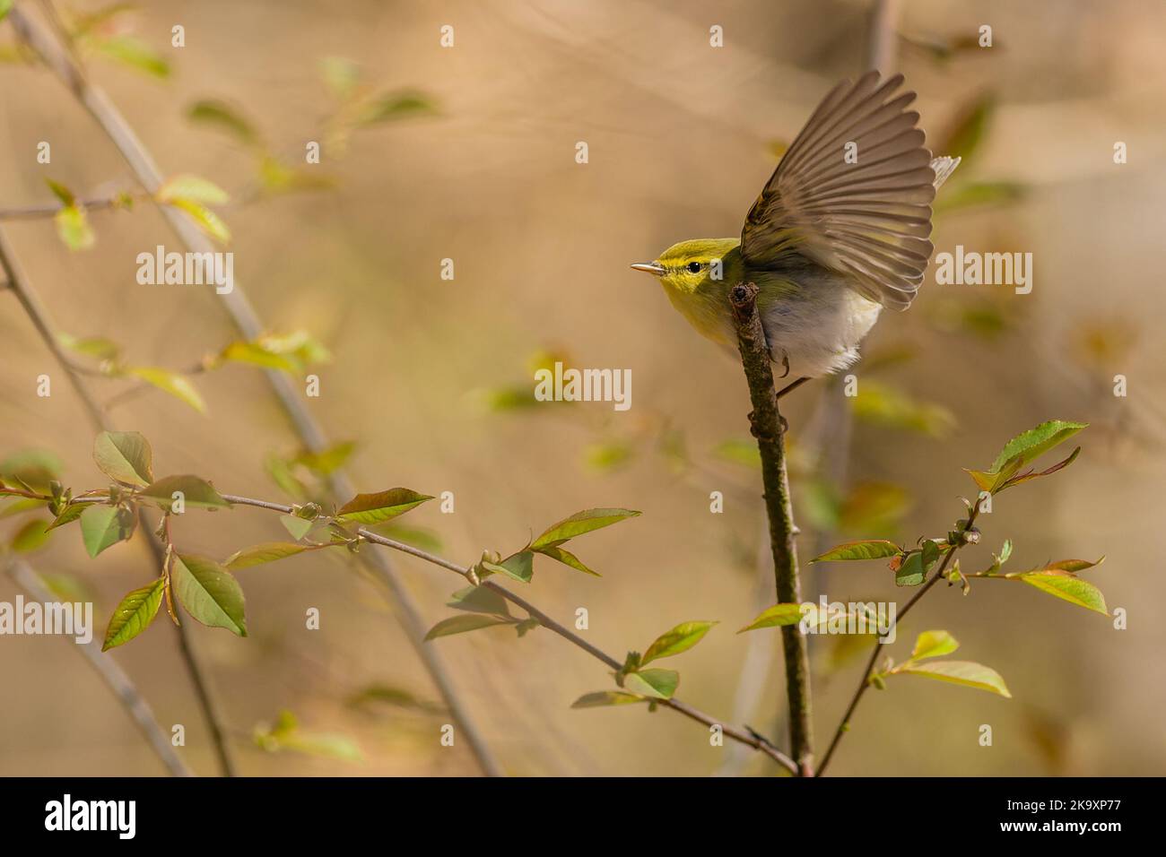 A wild songbird, a yellow, green and white bird, the wood warbler ...