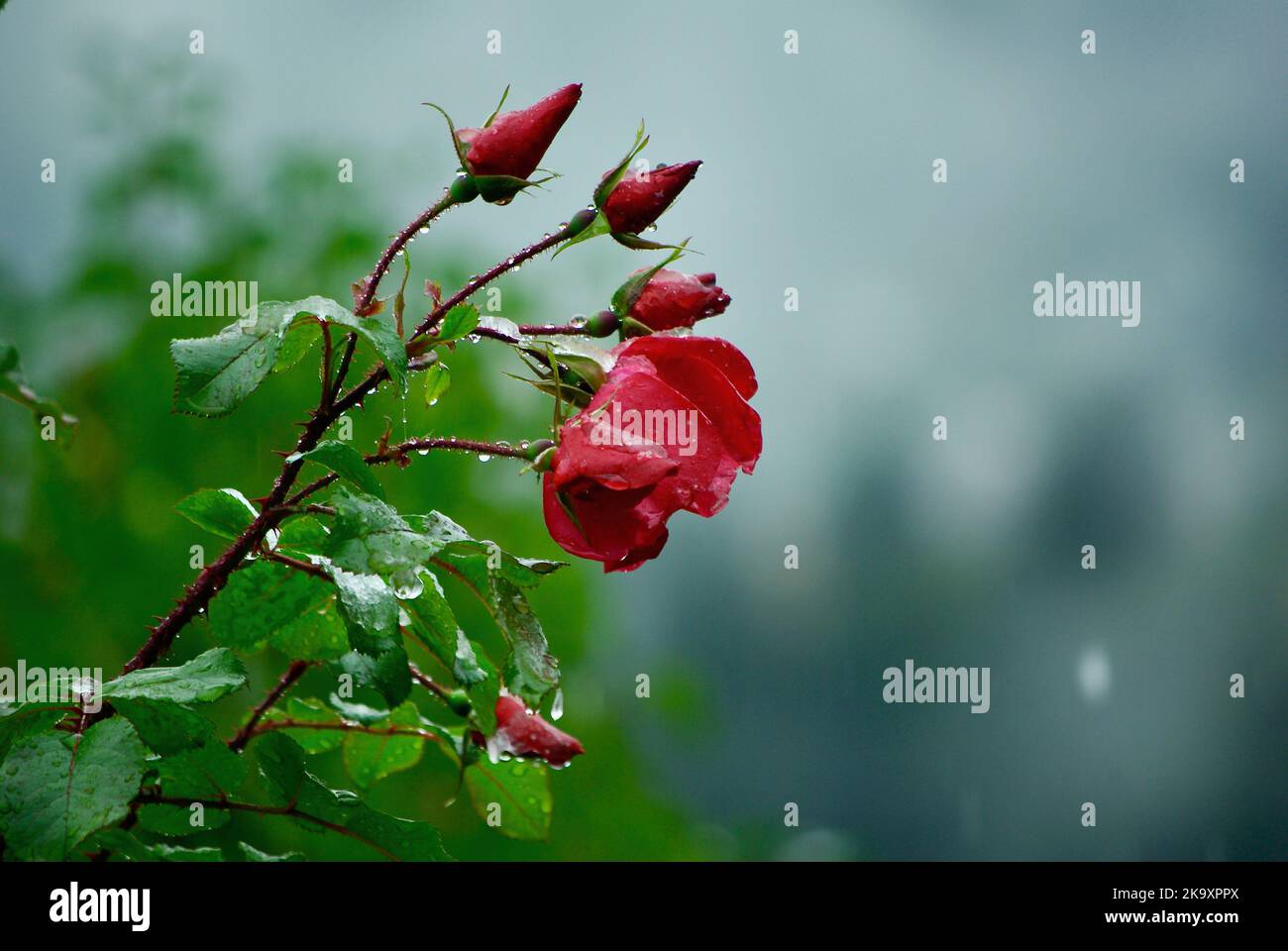 Twig of rose plant with one blooming red rose and red buds with water ...