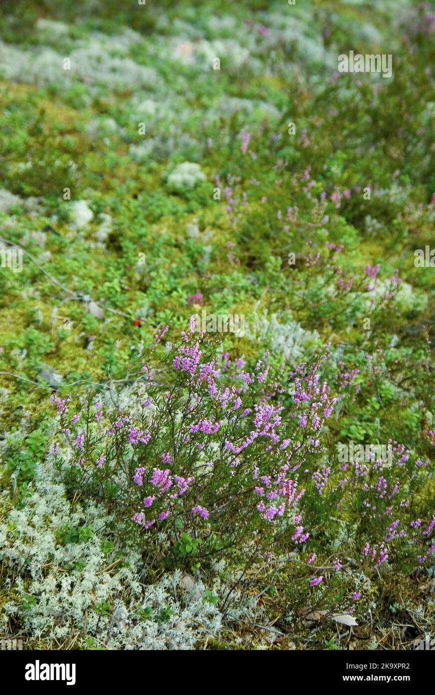 Forest landscape with blooming heather plants and moss and lingonberry ...
