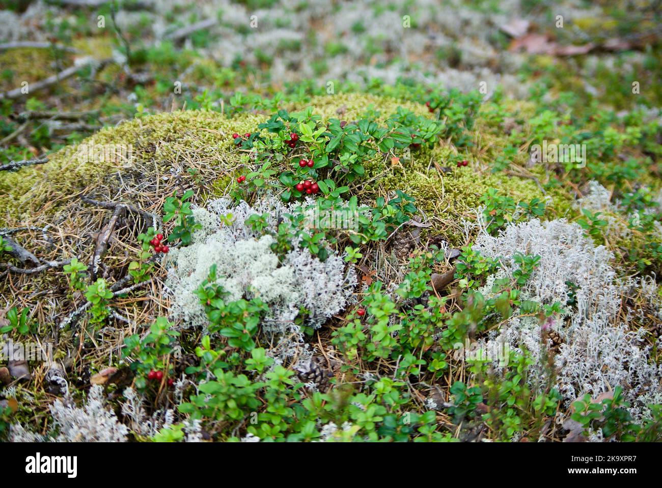 Forest landscape with moss and lingonberry plants in late summer in ...