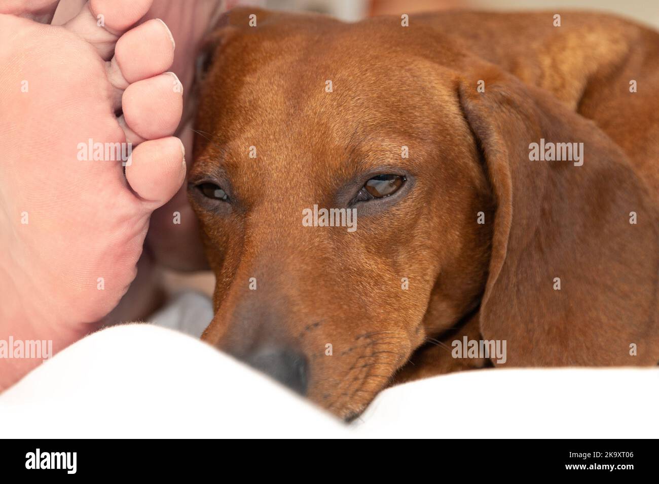 Dachshund look hi-res stock photography and images - Alamy