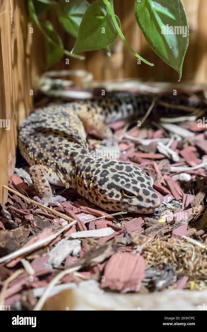 Leopard gecko lizard, eublepharis macularius. Closeup Stock Photo - Alamy