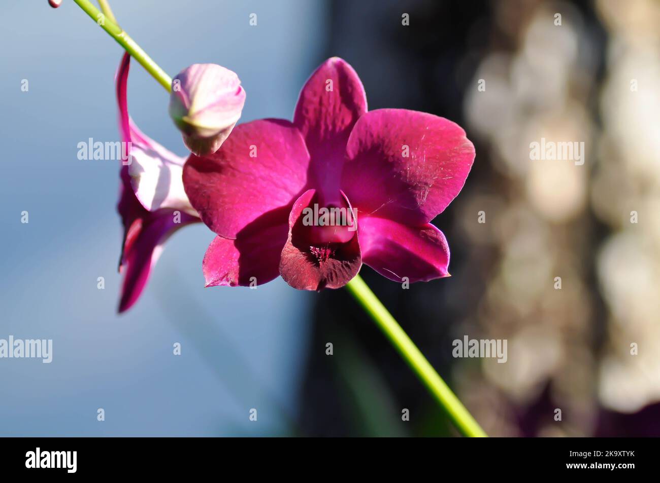 red orchid, red flowers or Bulbophyllum or dendrobium orchid or ...