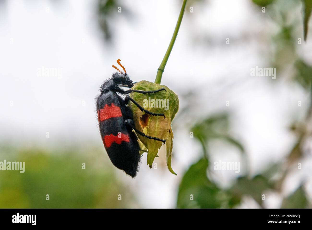 Red and black blister beetle, Mylabris oculata, also known as the ...
