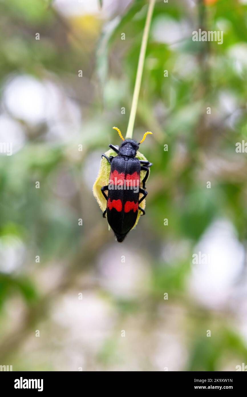 Red and black blister beetle, Mylabris oculata, also known as the ...
