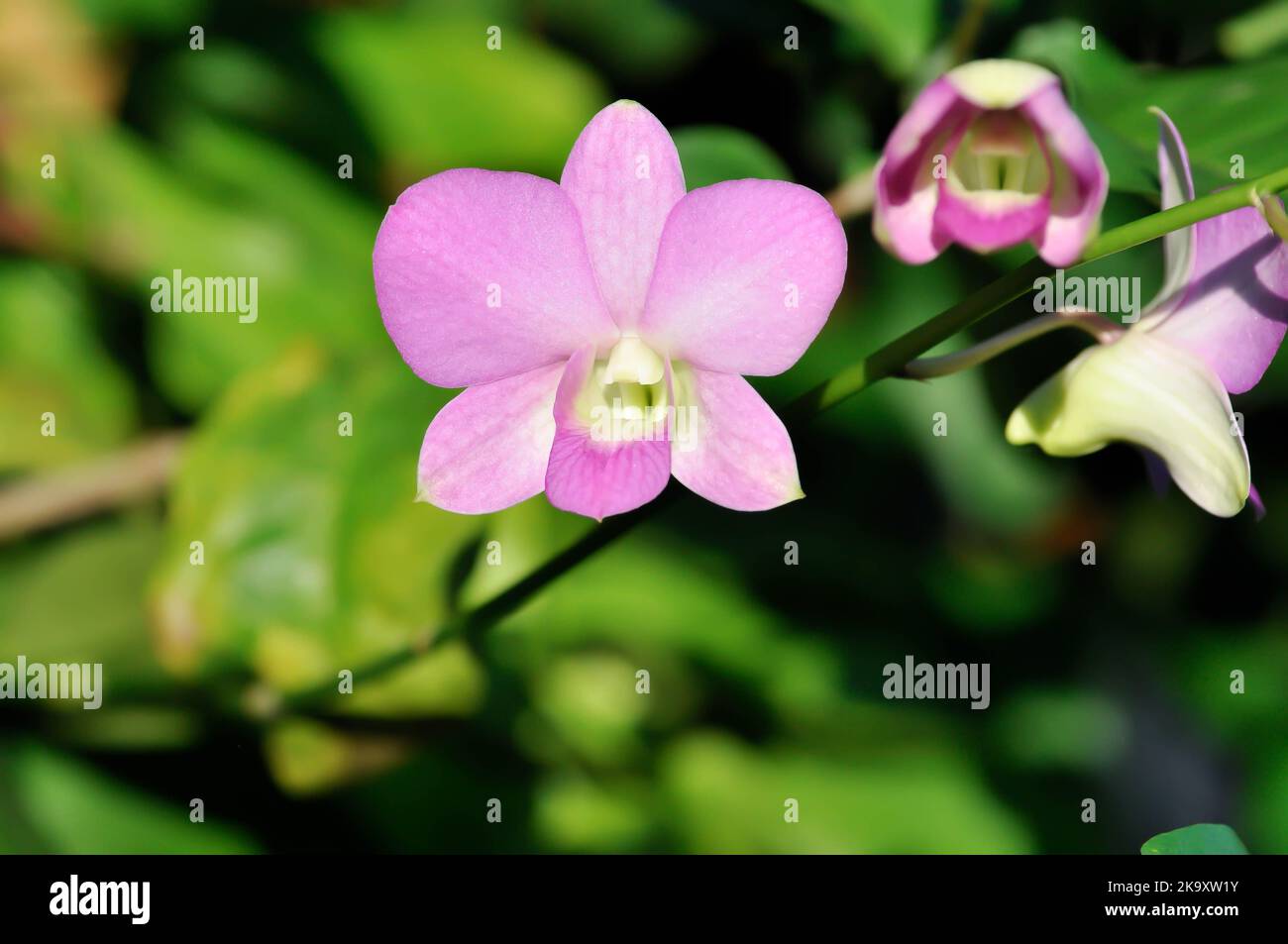 Bulbophyllum sp hi-res stock photography and images - Alamy