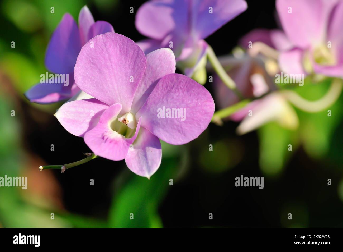 Bulbophyllum sp hi-res stock photography and images - Alamy