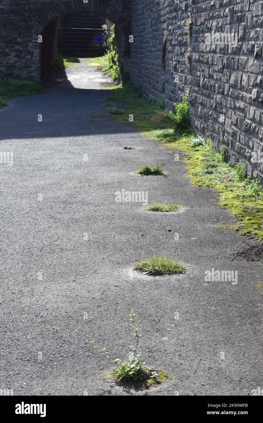 plants growing through the asphalt Stock Photo - Alamy