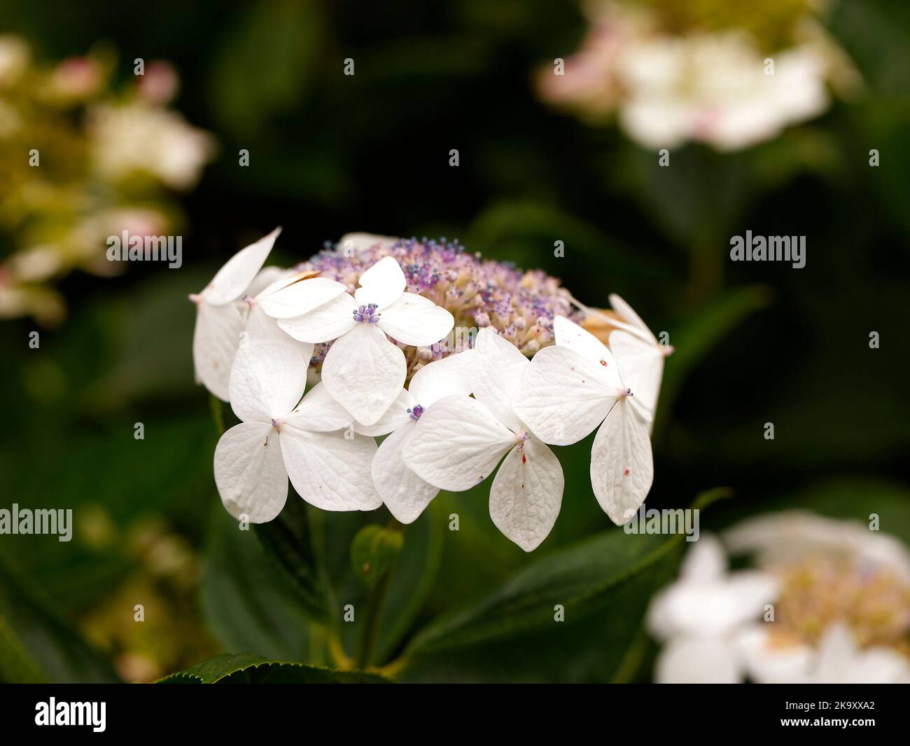 Close up of the white and blue lace cap flower head of the deciduous ...
