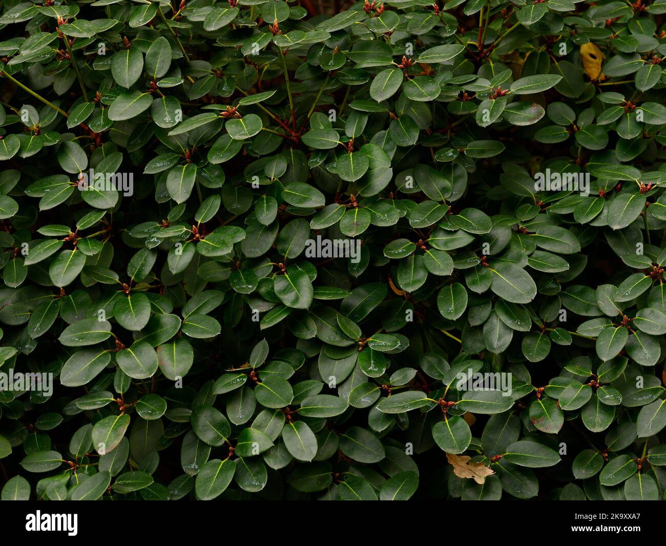 Close up of the small oval evergreen leaves of the perennial garden ...