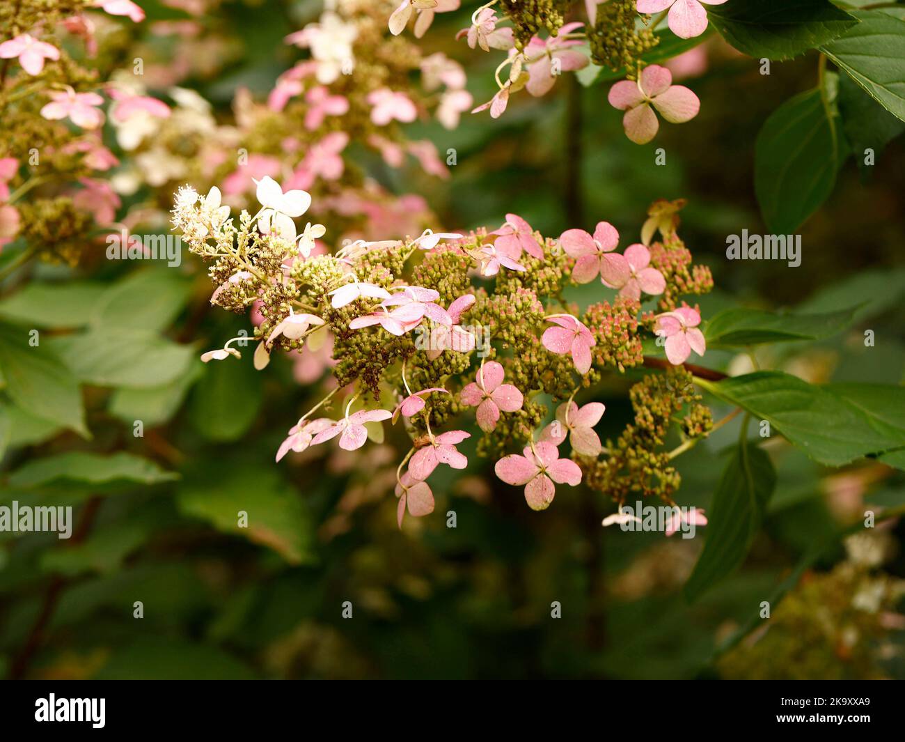 Close up of the mature pink autumn flower of the deciduous garden plant, Hydrangea paniculata ...