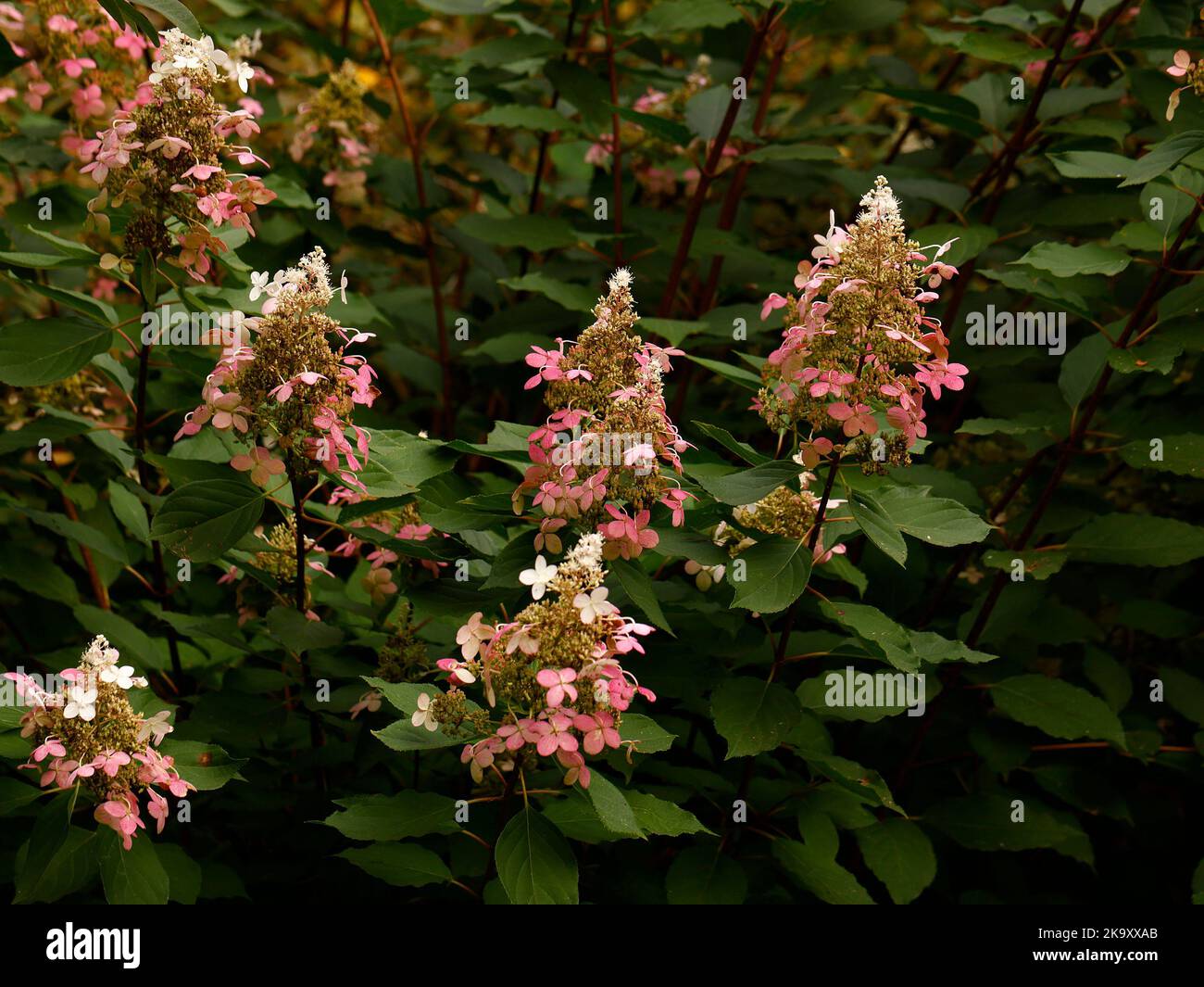Close up of the mature pink autumn flower of the deciduous garden plant, Hydrangea paniculata ...