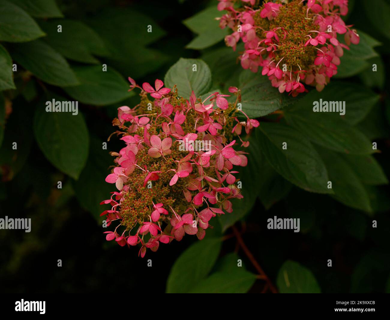 Close up of rose pink autumn flowers of the deciduous garden plant ...