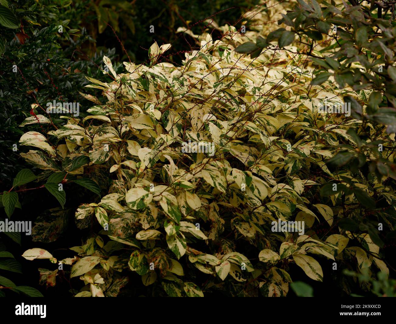 Close up of the variegated splashed leaved of the herbaceous perennial ...