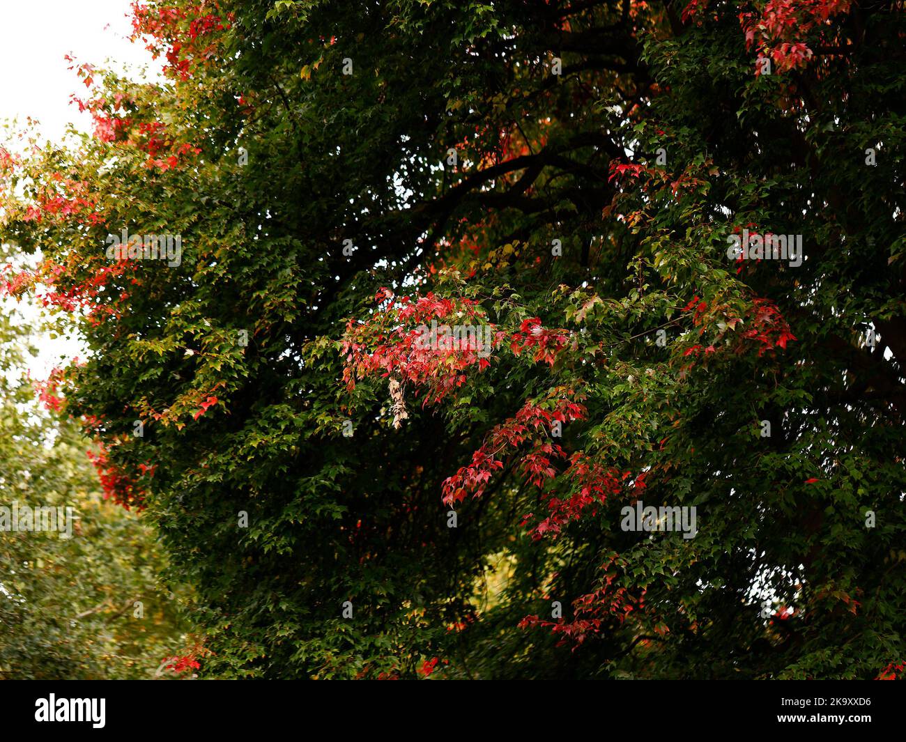 Acer saccharinum maple tree leaves seen changing colour in autumn ...