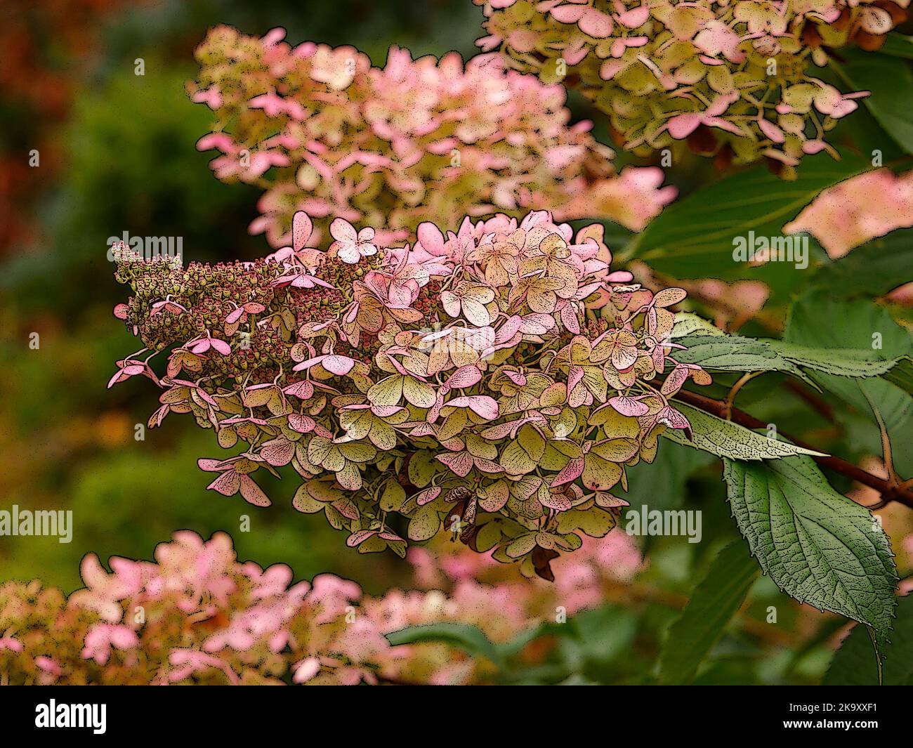 Illustration of a lose up of the autumn coloured flowers of the ...