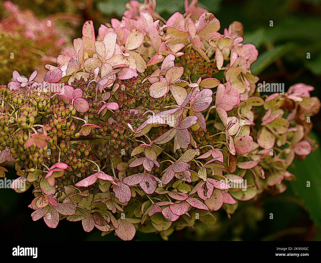 Illustration of a close up of the autumn coloured flower of the ...
