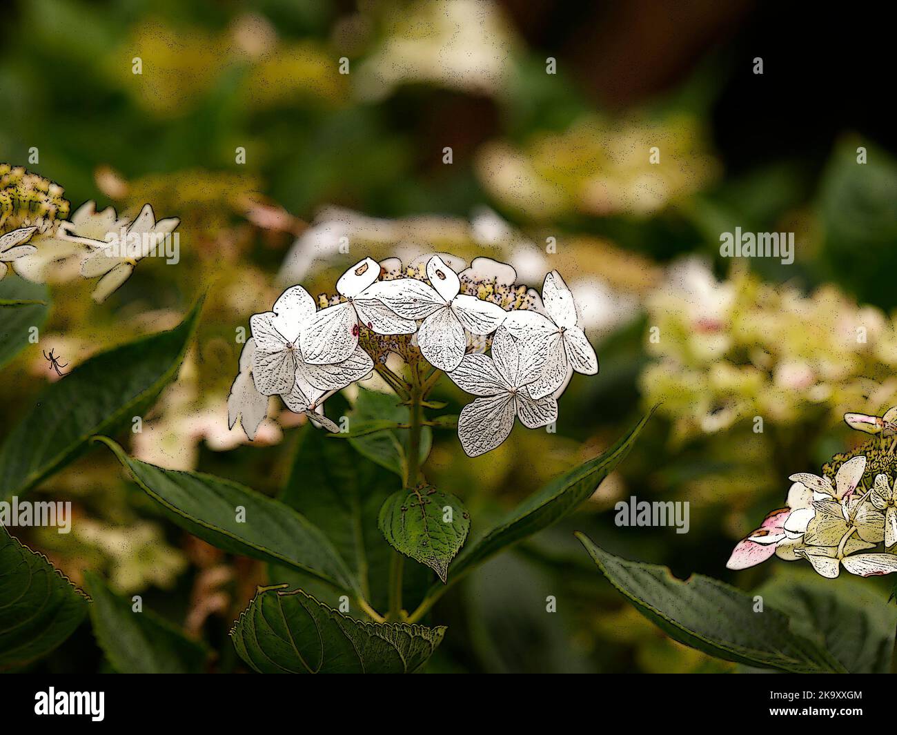 Illustrative Cose up of the white and blue lace cap flower head of the ...