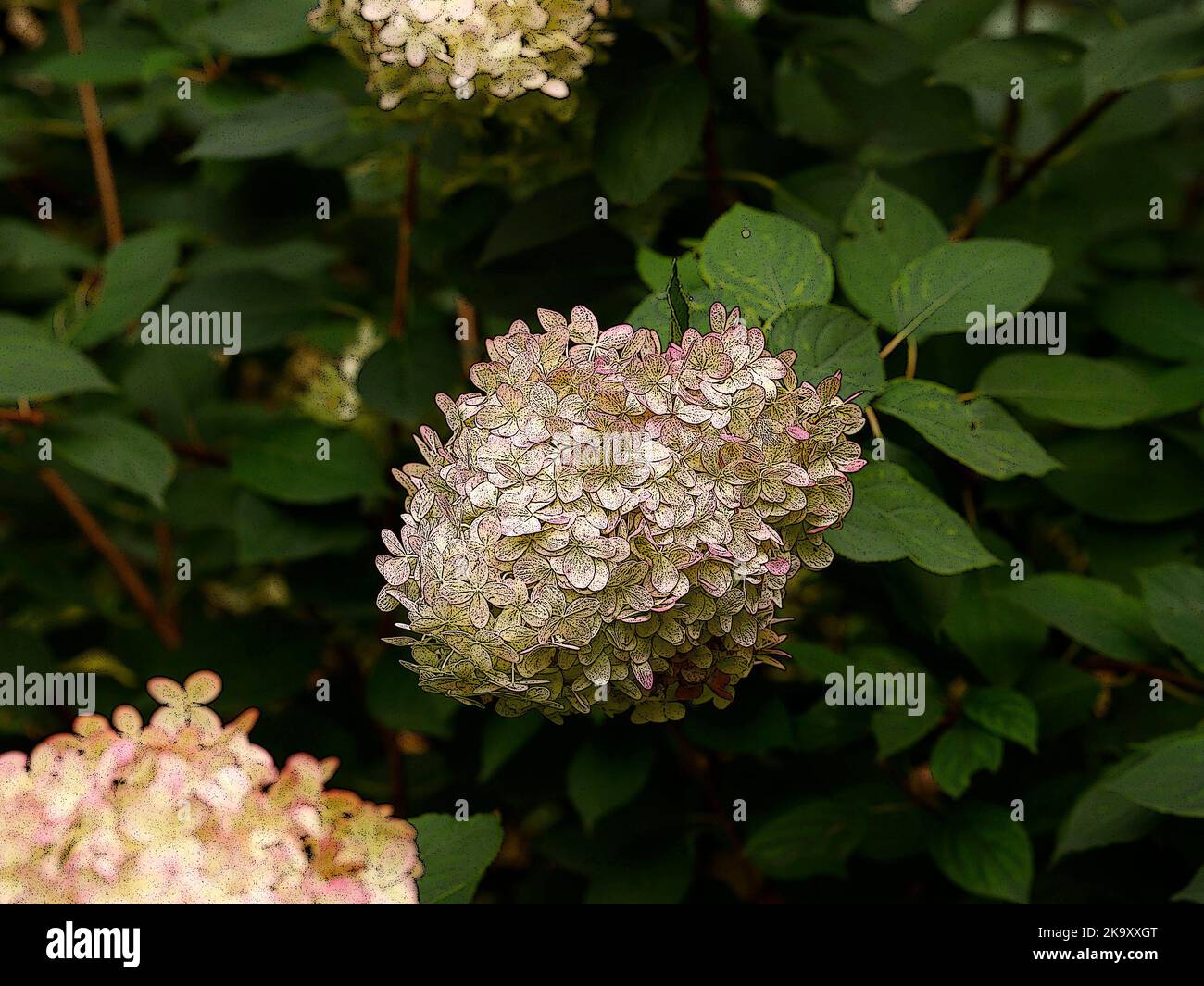 Illustrative close up of the rose white conical shaped flower of the ...