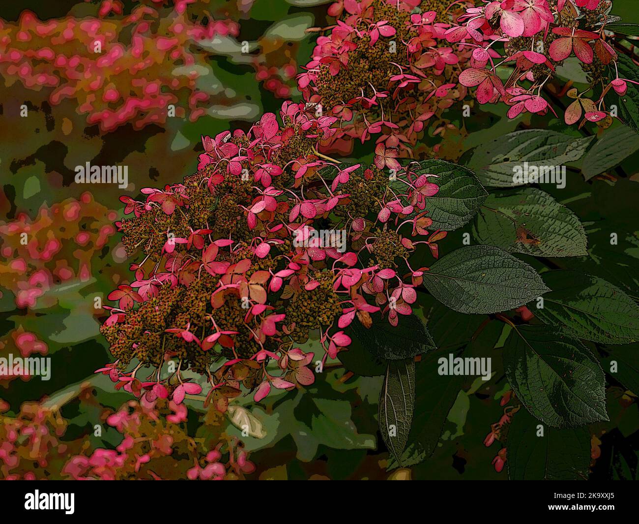 Illustrative close up of rose pink autumn flowers of the deciduous ...