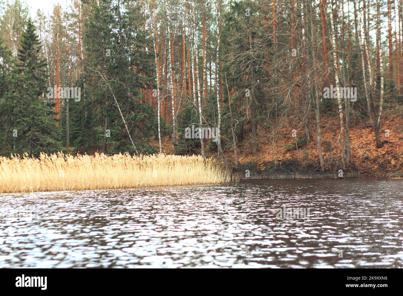 Beautiful spring landscape with river and forest. Ovsyanka river in ...