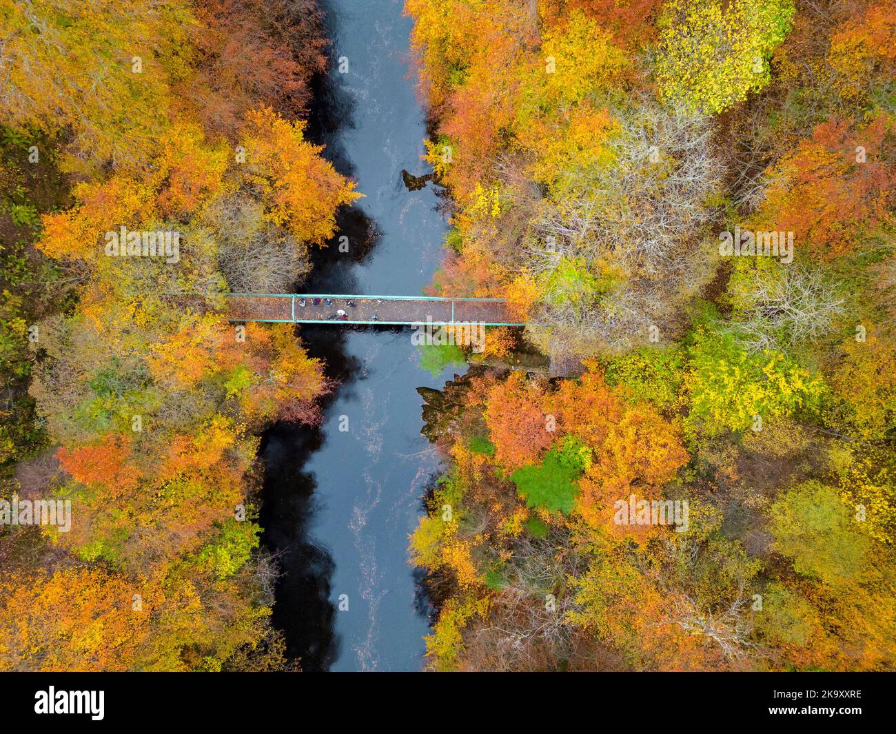 Trees in colors hi-res stock photography and images - Alamy