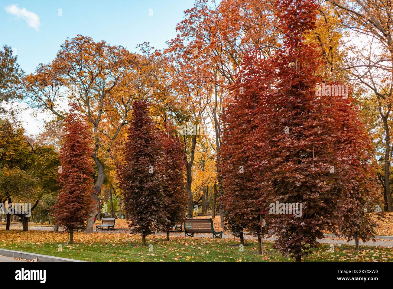 Autumn season city park alley. Decorative maple trees with dark red ...