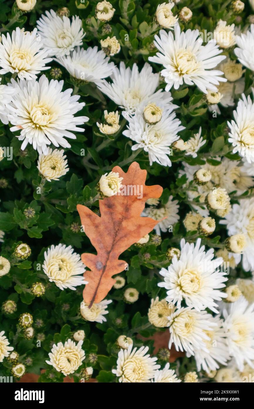 White oak tree flowers hi-res stock photography and images - Alamy