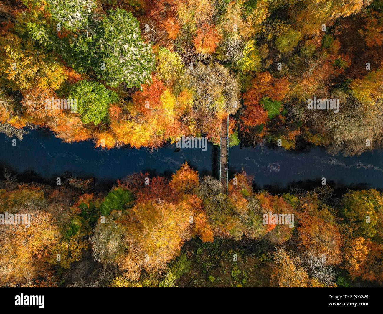 Aerial view of spectacular late autumn colours in trees beside the ...