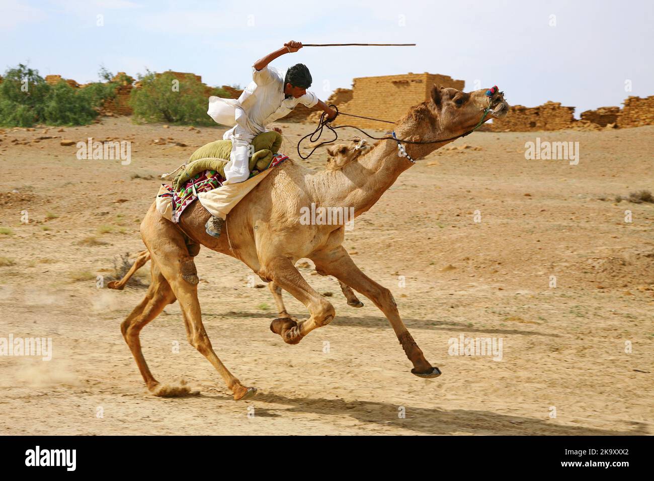 Camel race at Thar Desert Festival in Rajasthan, India Stock Photo - Alamy