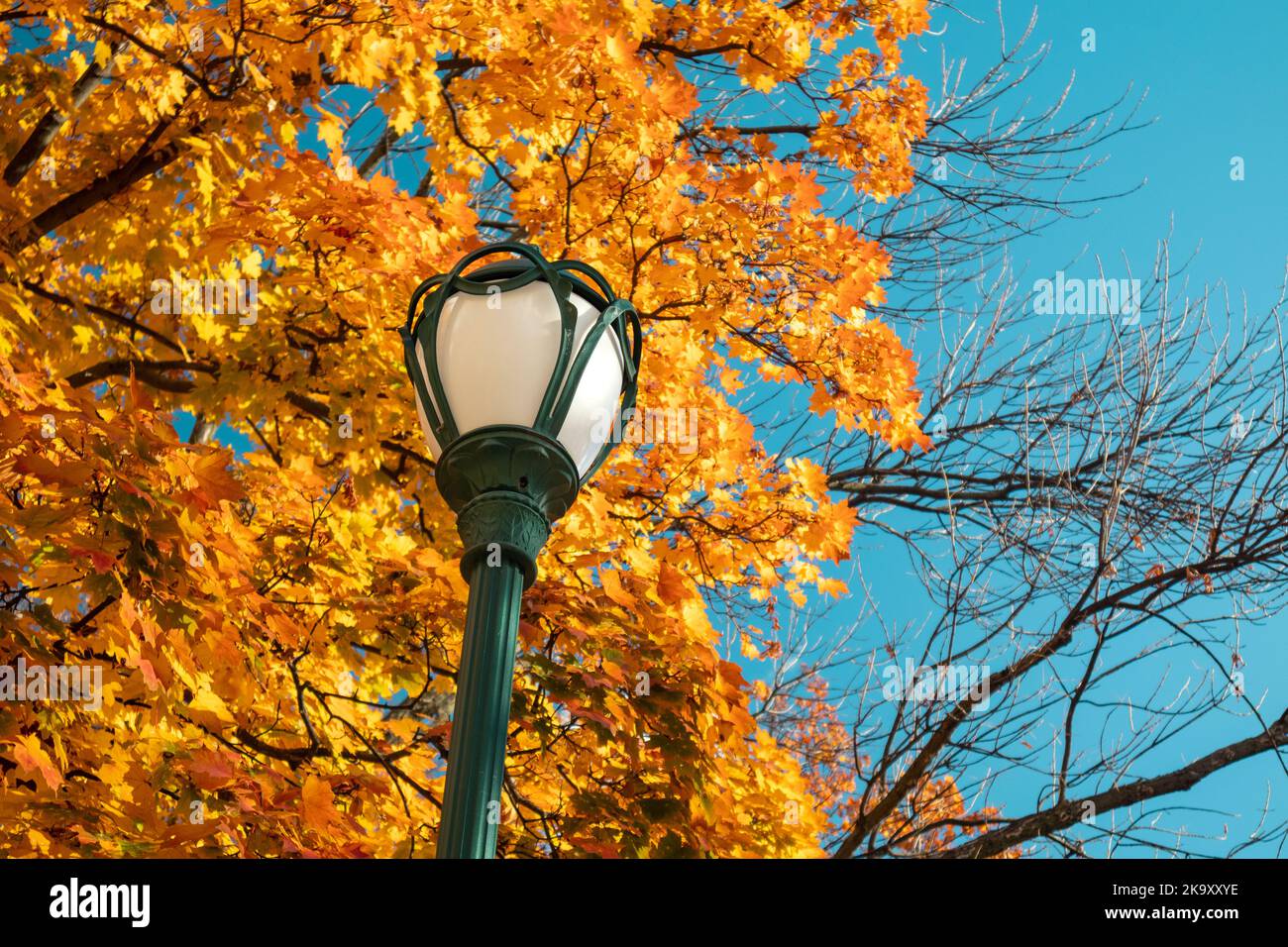 Decorative street lamp post trees in hi-res stock photography and ...