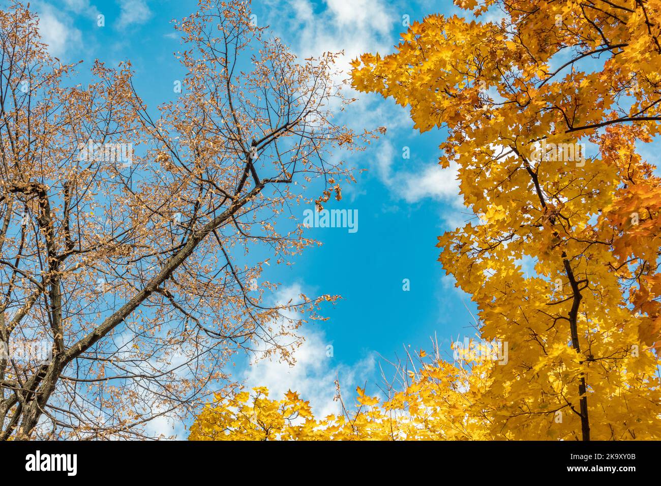Autumn golden season look up. Tree branches with yellow leaves on blue ...