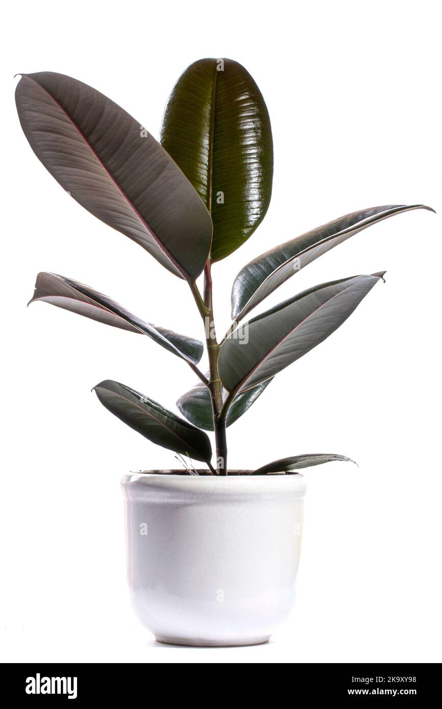 Indoor ficus in a pot on a white background Stock Photo - Alamy