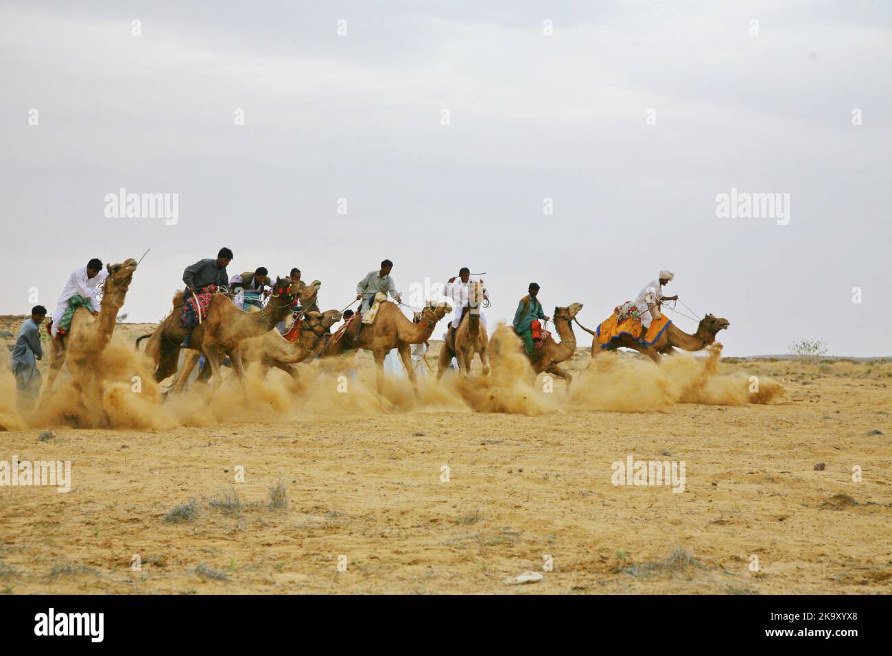 Camel race at Thar Desert Festival in Rajasthan, India Stock Photo - Alamy