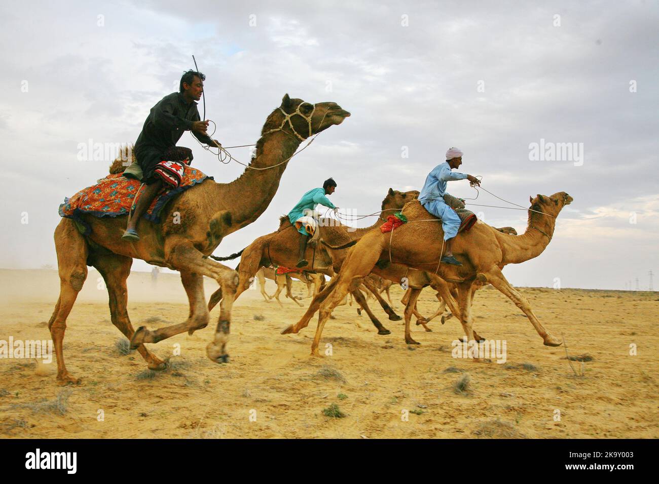 Camel race at Thar Desert Festival in Rajasthan, India Stock Photo - Alamy