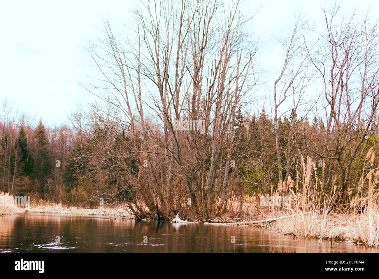 Beautiful spring landscape with river and forest. Ovsyanka river in Vitebsk region, Belarus ...