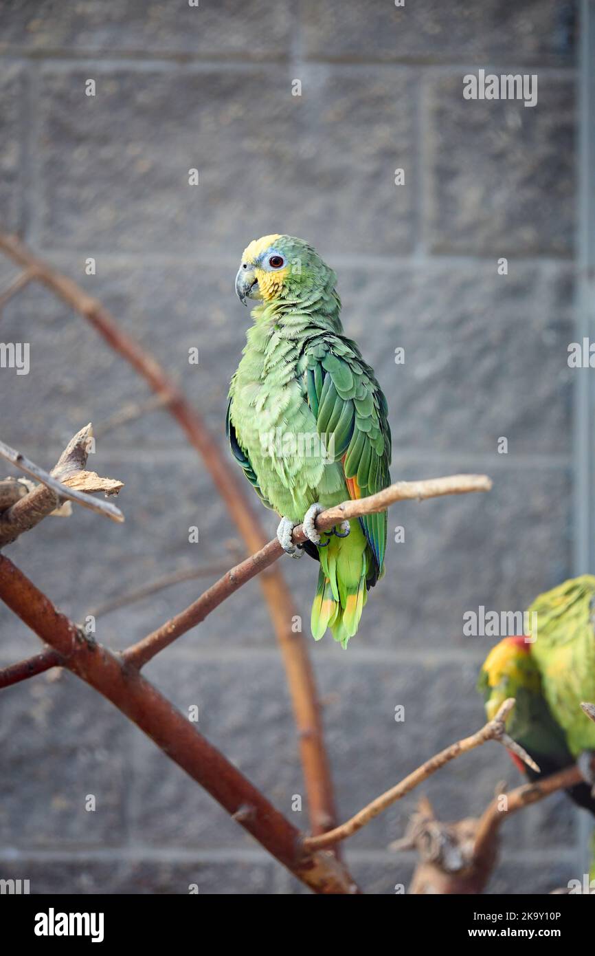 Yellow-crowned amazon parrot or yellow-crowned parrot Amazona ...